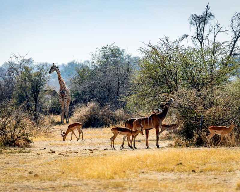 See beautiful Botswana in a week without breaking the bank - Nomadicmacs
