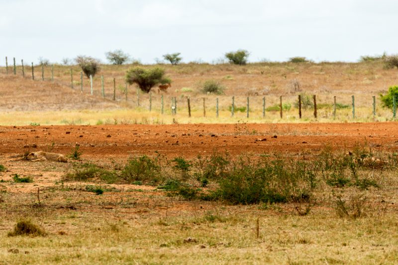 The one that got away...Photographing Lions - NomadicMacs
