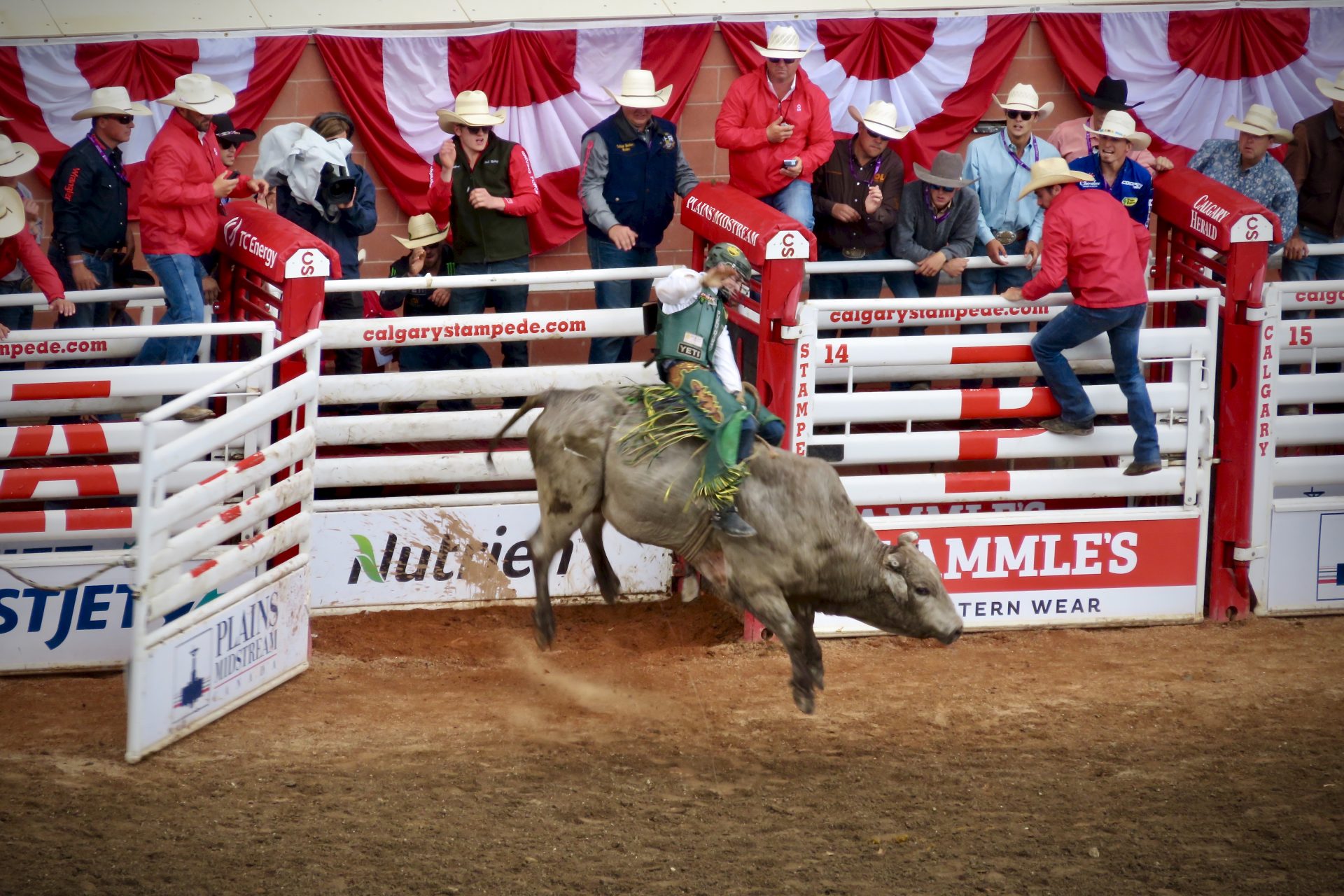 Calgary Stampede: Balancing Tradition and Animal Welfare - NomadicMacs